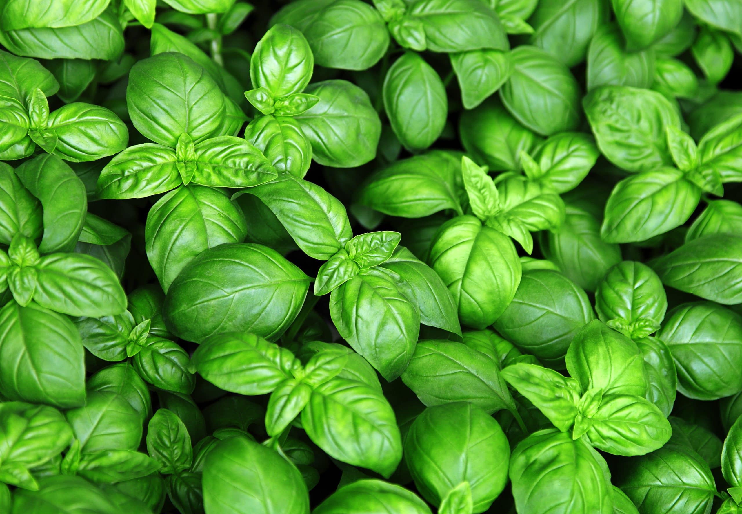 ORACIÓN DE LA ALBAHACA PARA LA SUERTE Y EL AMOR